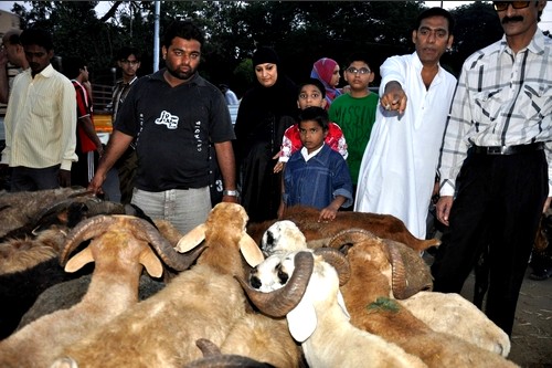a white mughal's kitchen: Bakrid and a Goat Tajine